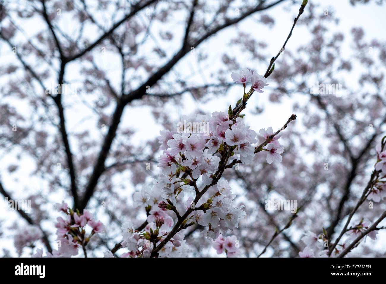Cherry bloosom, blooming cherry trees closeup view. Springtime, sakura ...