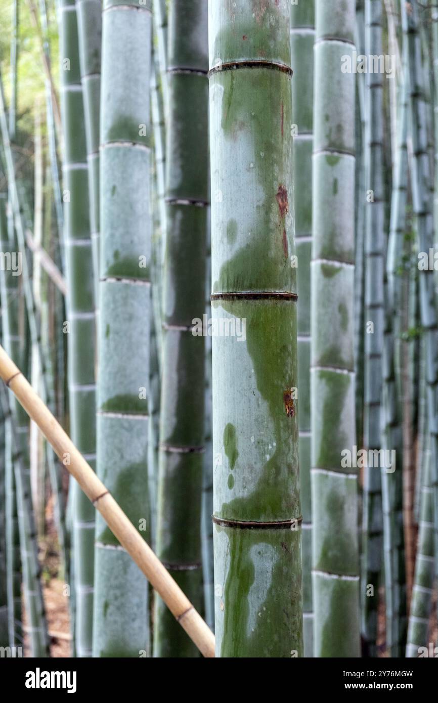 Bamboo Forest, bamboo trees stem background, closeup view, Sagano ...