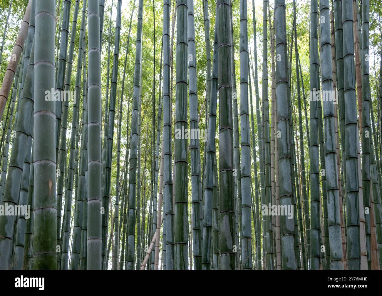 Bamboo forest at sagano arashiyama kyoto hi-res stock photography and ...
