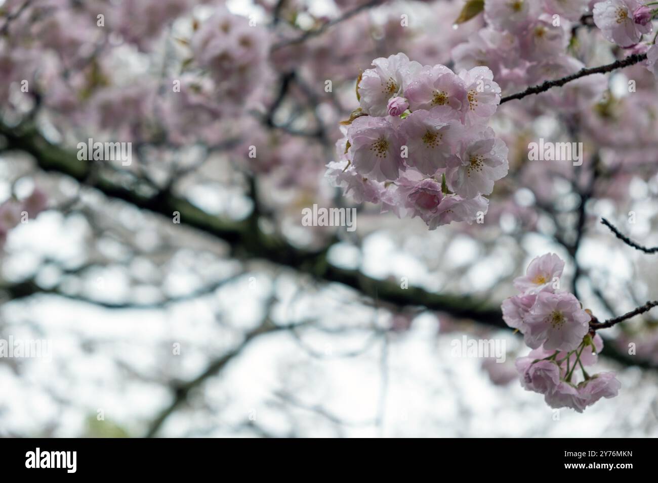 Cherry bloosom, blooming cherry trees closeup view. Springtime, sakura tree flowers in Japan ...