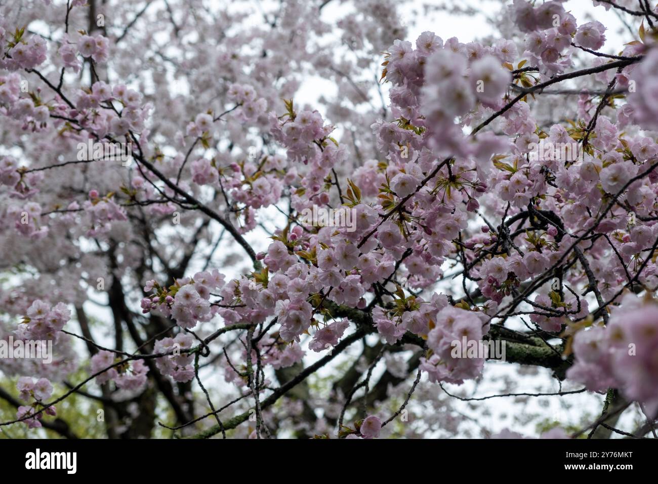 Cherry bloosom, blooming cherry trees closeup view. Springtime, sakura ...