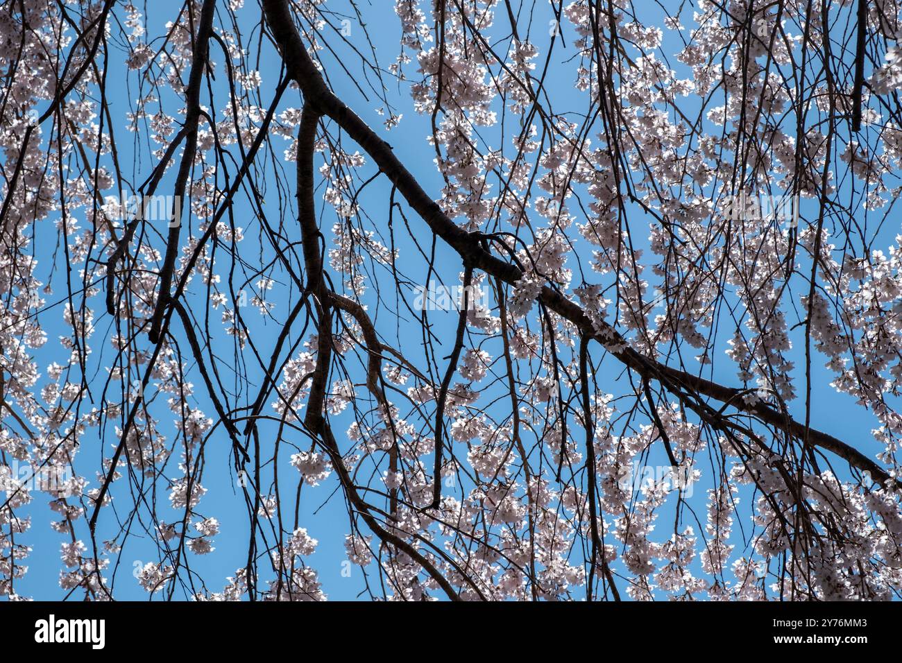 Cherry bloosom, blooming cherry trees on blue sky background, Sakura ...