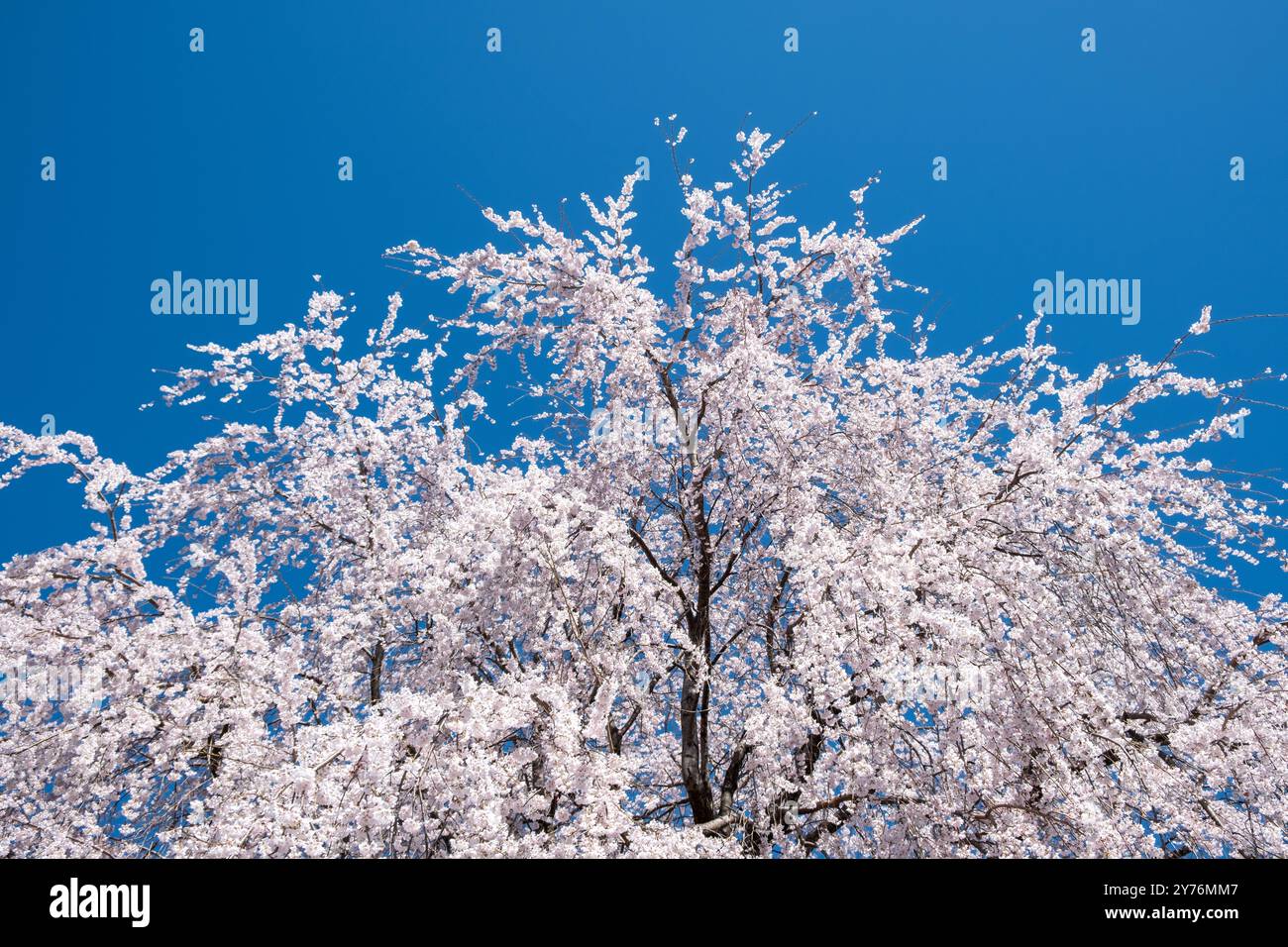 Cherry bloosom, blooming cherry trees on blue sky background, Sakura ...