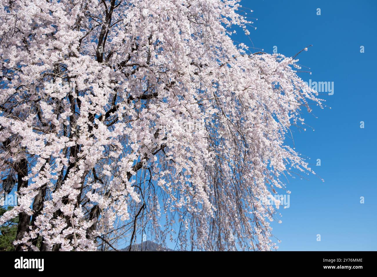 Cherry bloosom, blooming cherry trees on blue sky background, Sakura tree flowers, sunny spring ...
