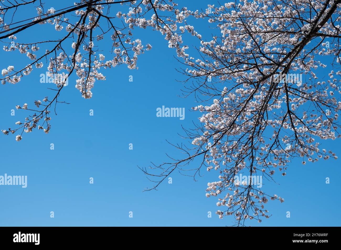 Cherry bloosom, blooming cherry trees on blue sky background, Sakura ...