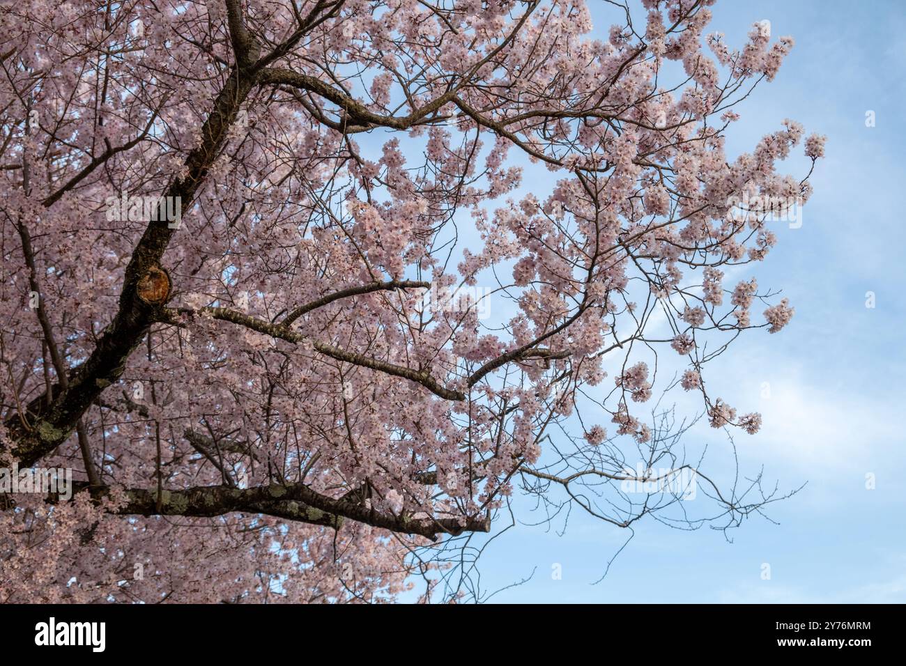 Cherry bloosom, blooming cherry trees on blue sky background, Sakura tree flowers, sunny spring ...