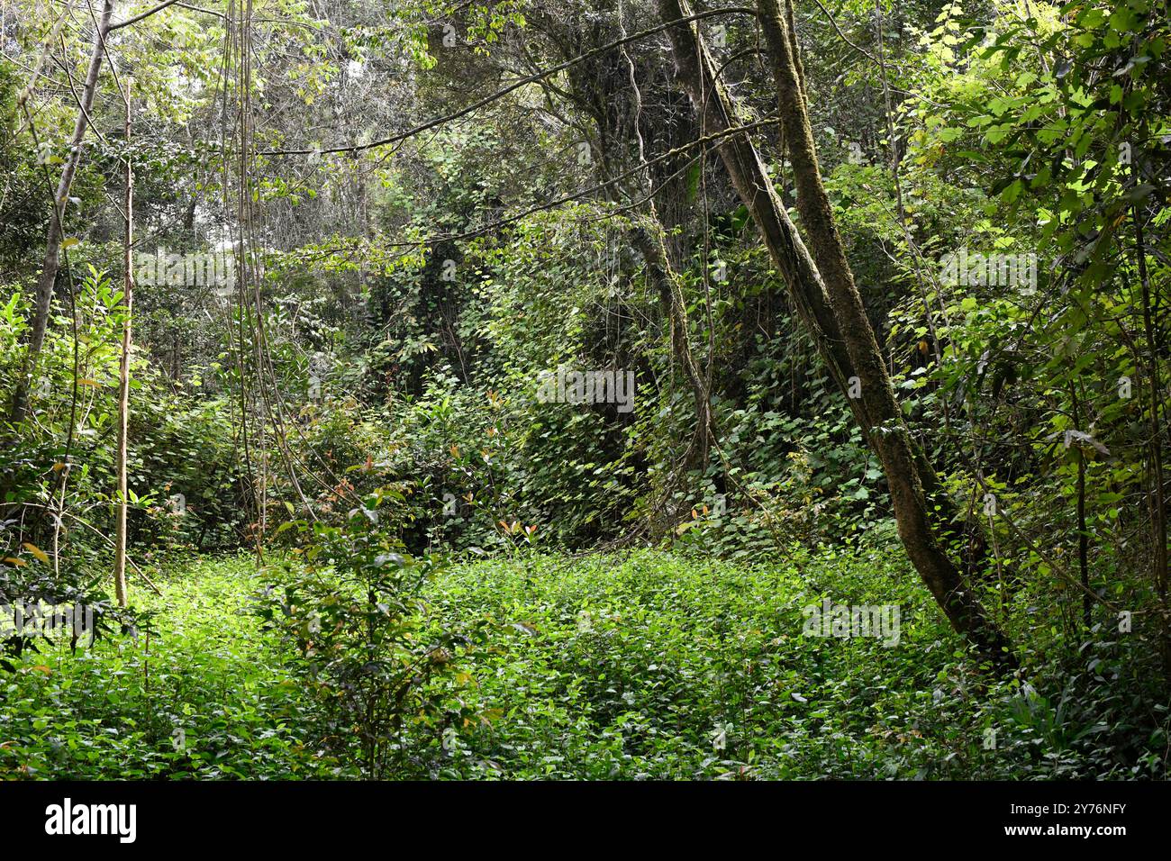 Andasibe-Mantadia National Park is a primary growth forest with many ...