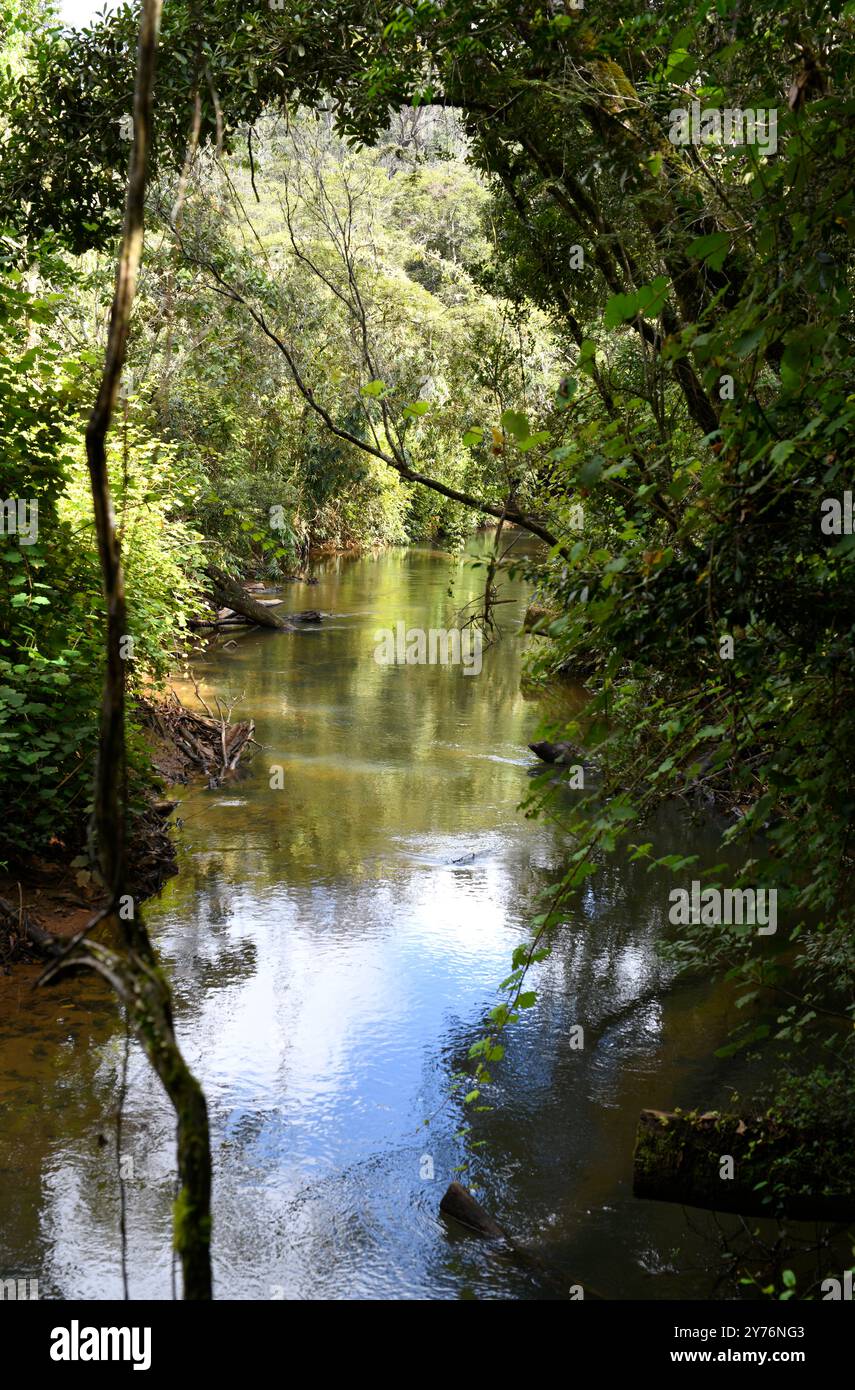Andasibe-Mantadia National Park is a primary growth forest with many ...
