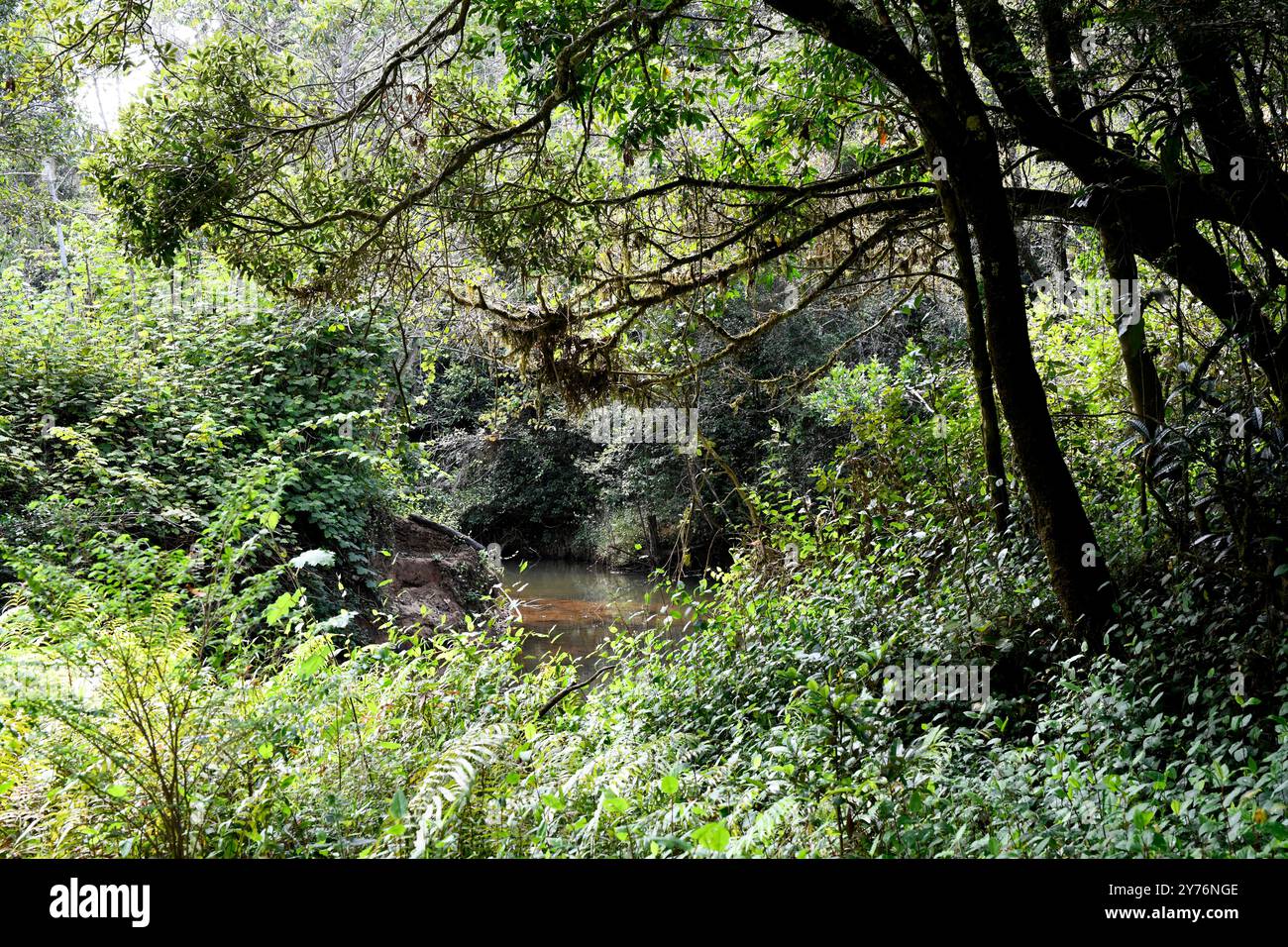 Andasibe-Mantadia National Park is a primary growth forest with many ...