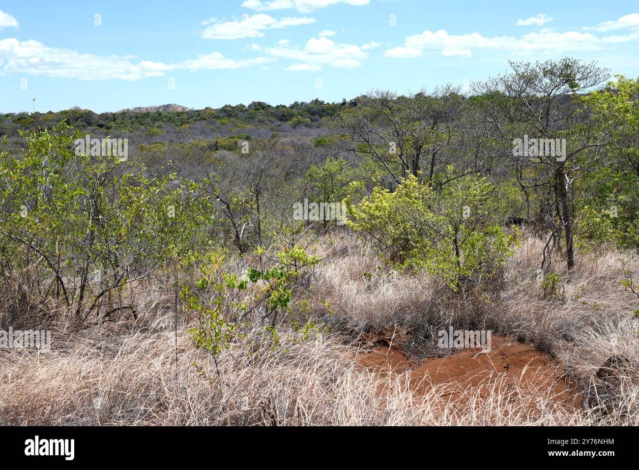 Ankarana Special Reserve is a dry deciduous forest with many endemic ...