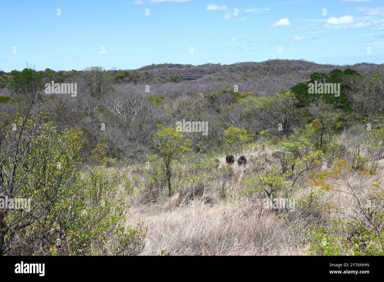 Ankarana Special Reserve is a dry deciduous forest with many endemic ...