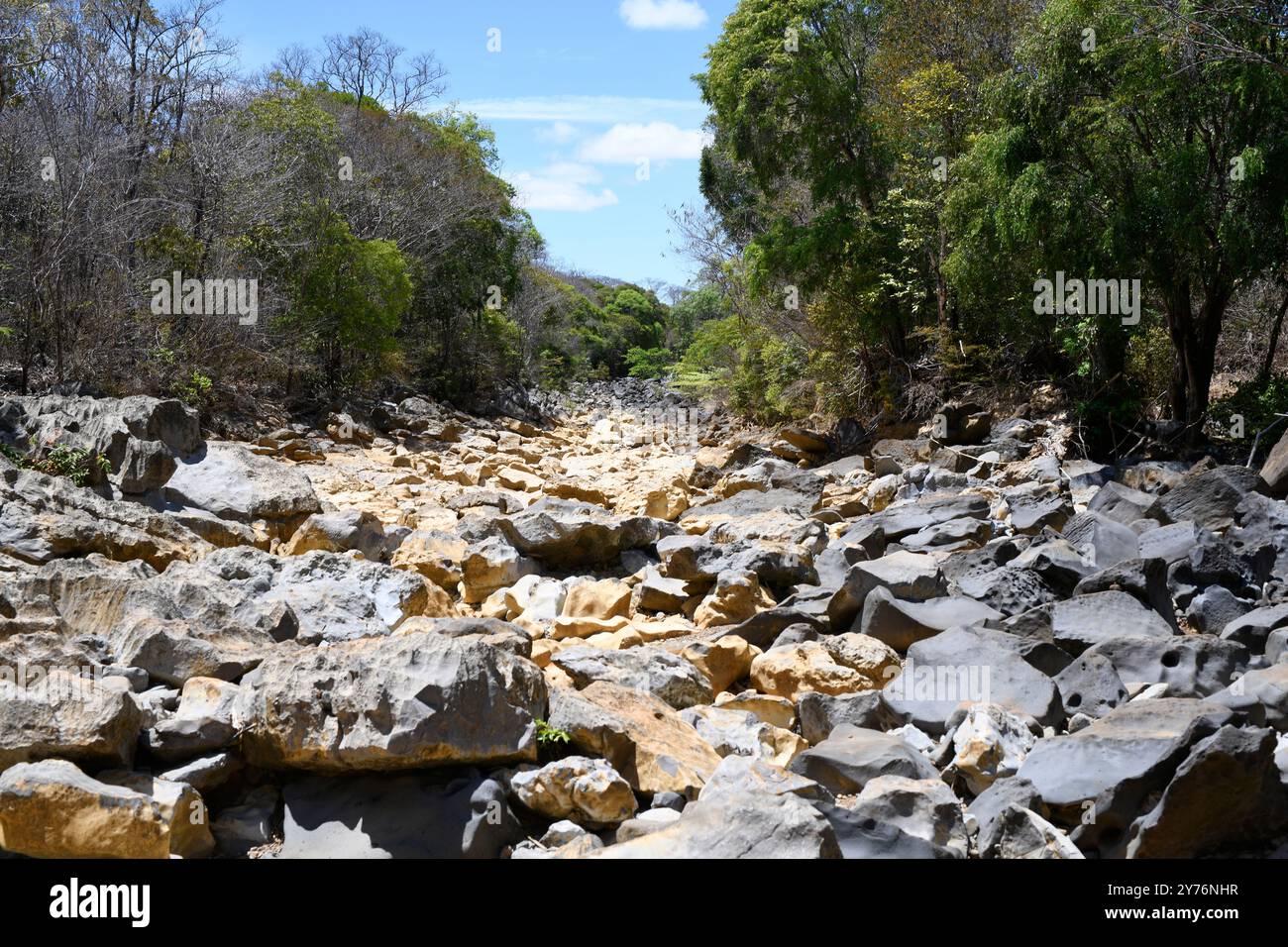 Ankarana Special Reserve is a dry deciduous forest with many endemic ...