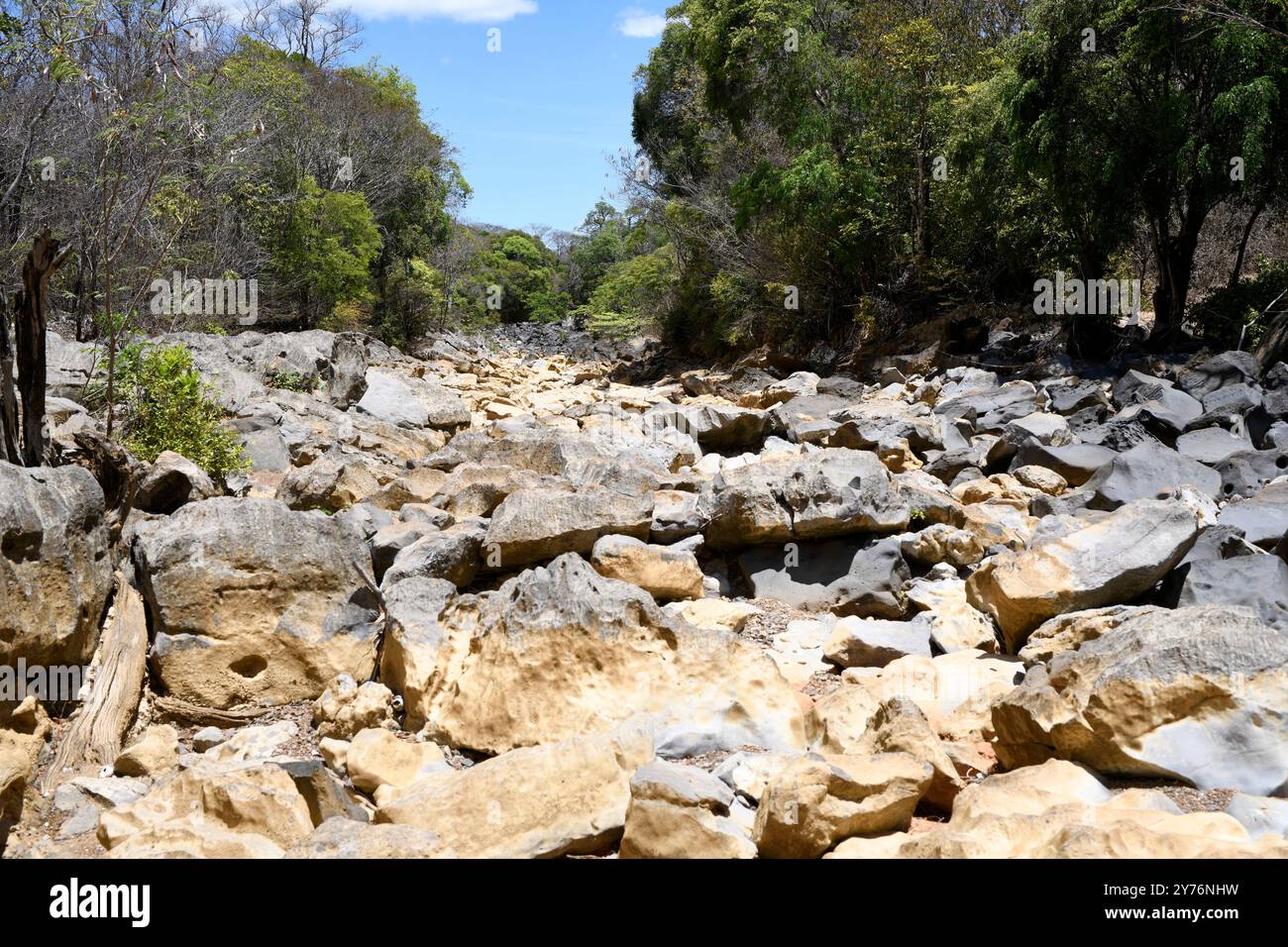 Ankarana Special Reserve is a dry deciduous forest with many endemic ...