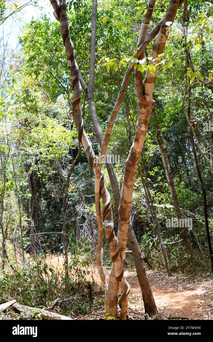 Ankarana Special Reserve is a dry deciduous forest with many endemic ...