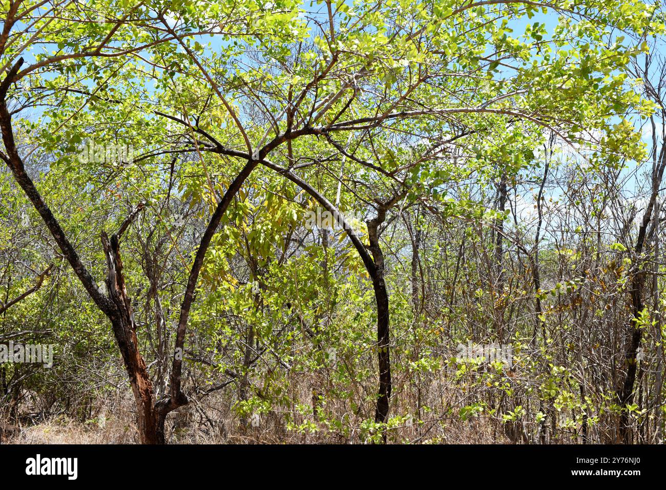Ankarana Special Reserve is a dry deciduous forest with many endemic ...
