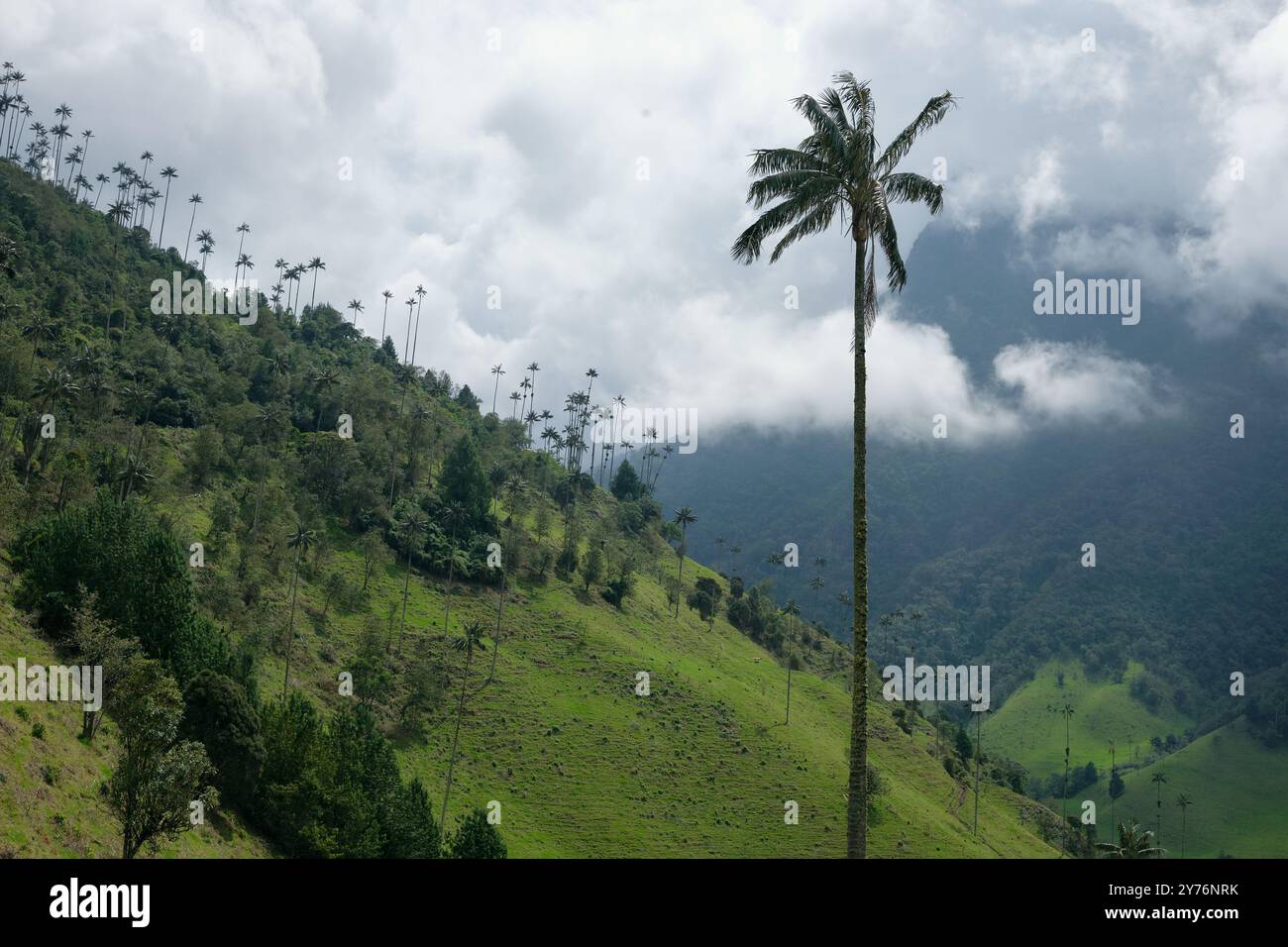 La Carbonera tall palm trees forest in Colombia Stock Photo - Alamy