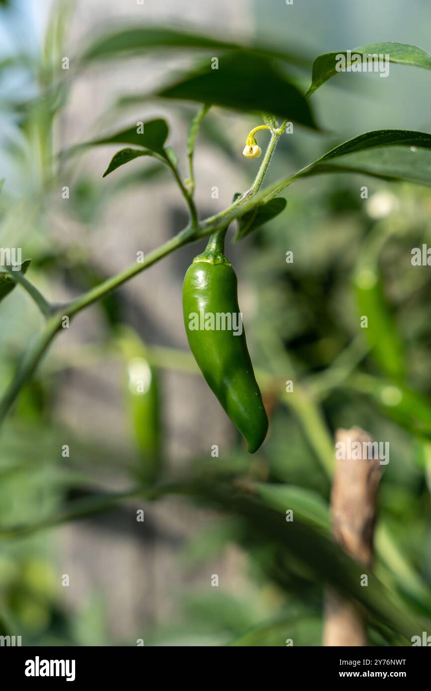 Unripe chilli hi-res stock photography and images - Alamy