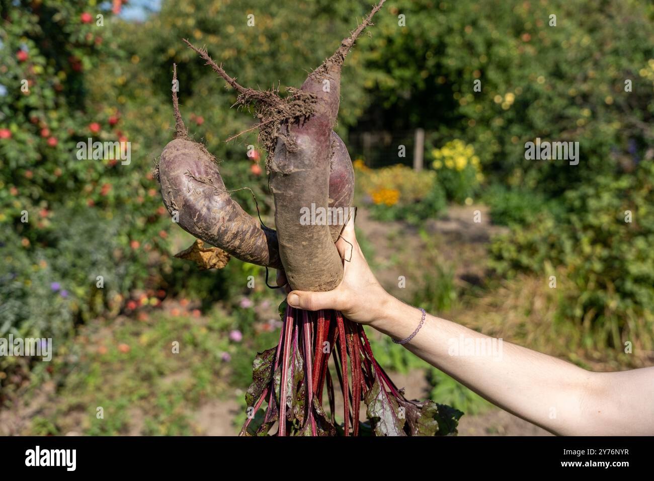 Hand holding freshly harvested long beet roots Stock Photo - Alamy