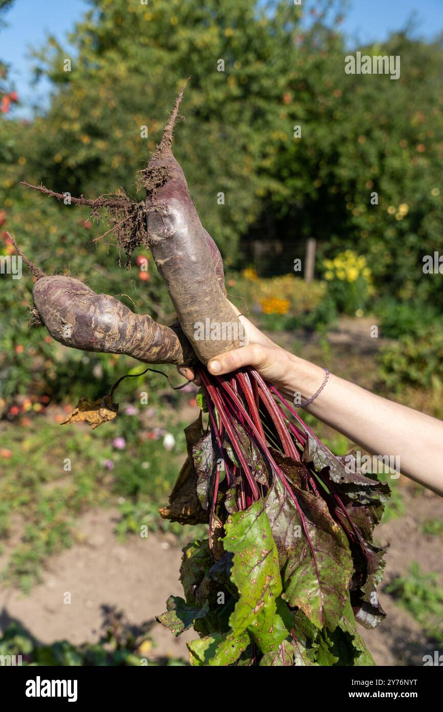 Hand holding freshly harvested long beet roots Stock Photo - Alamy