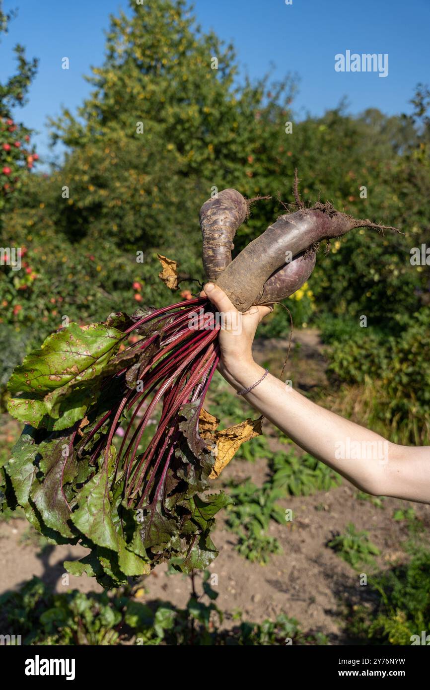 Hand holding freshly harvested long beet roots Stock Photo - Alamy