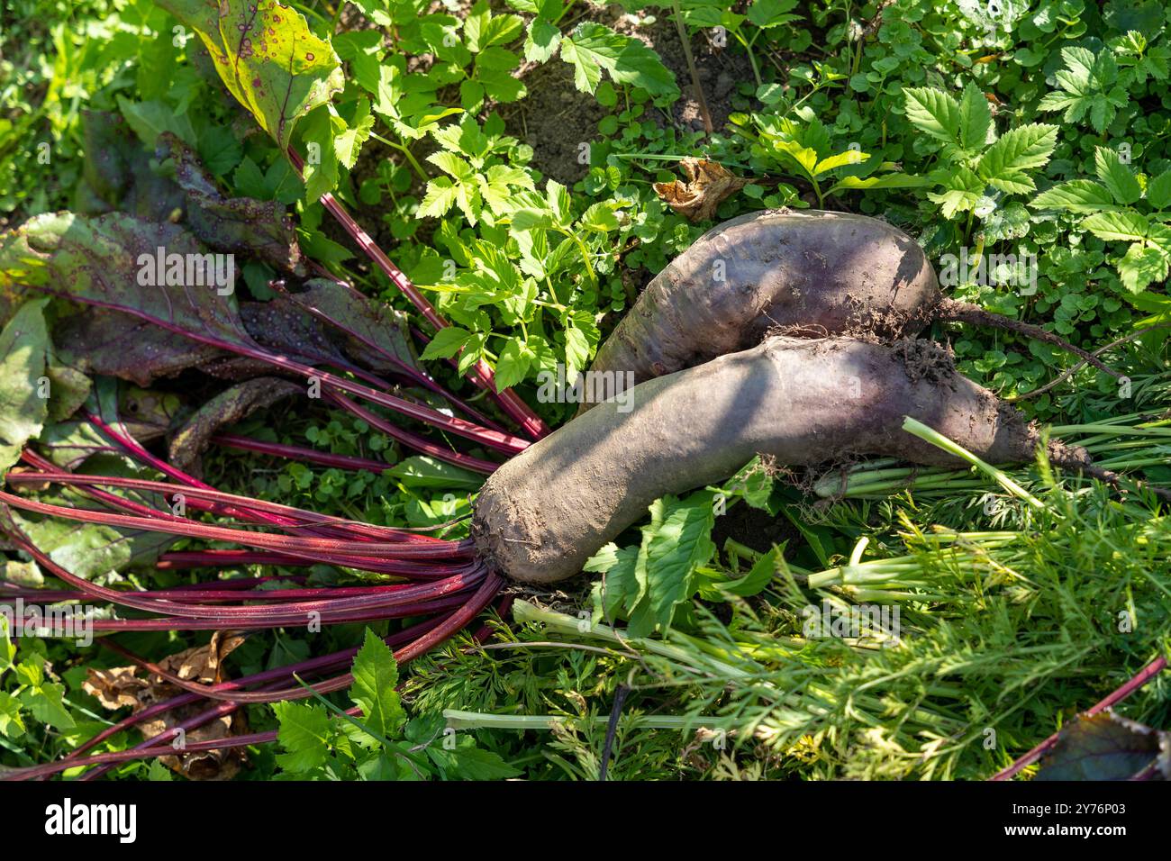 Harvesting long grass hi-res stock photography and images - Alamy