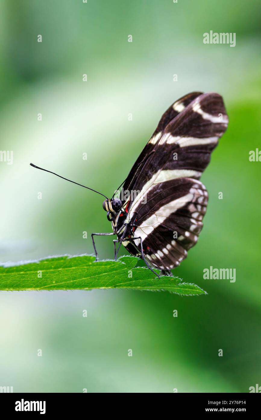 Zebra longwing butterfly, Heliconius charithonia, a species of ...