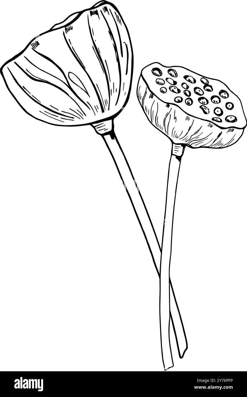 Tropical aquatic lotus seed pod bouquet graphic vector sketch. Dried ...