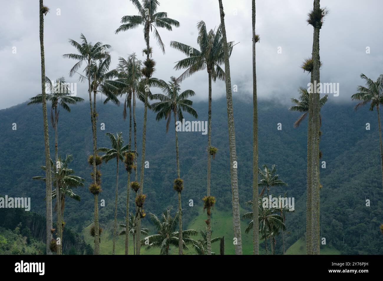 La Carbonera tall palm trees forest in Colombia Stock Photo - Alamy
