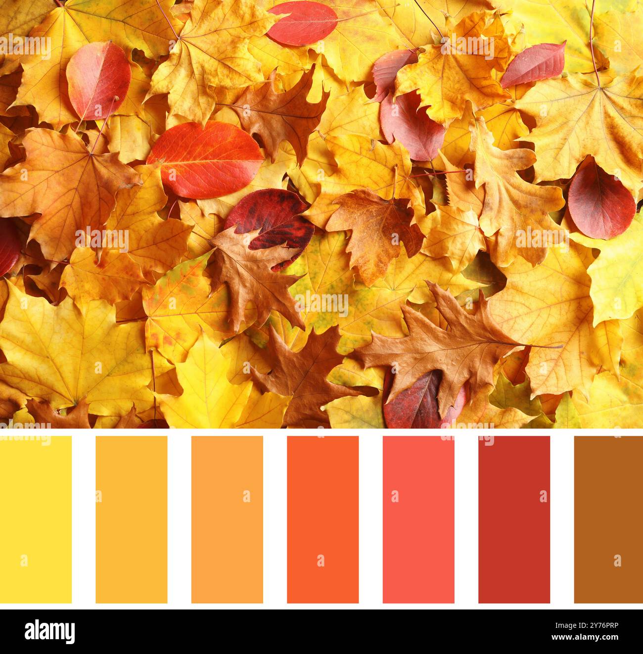 Shades of fall. Picture of autumn leaves and matching color palette ...