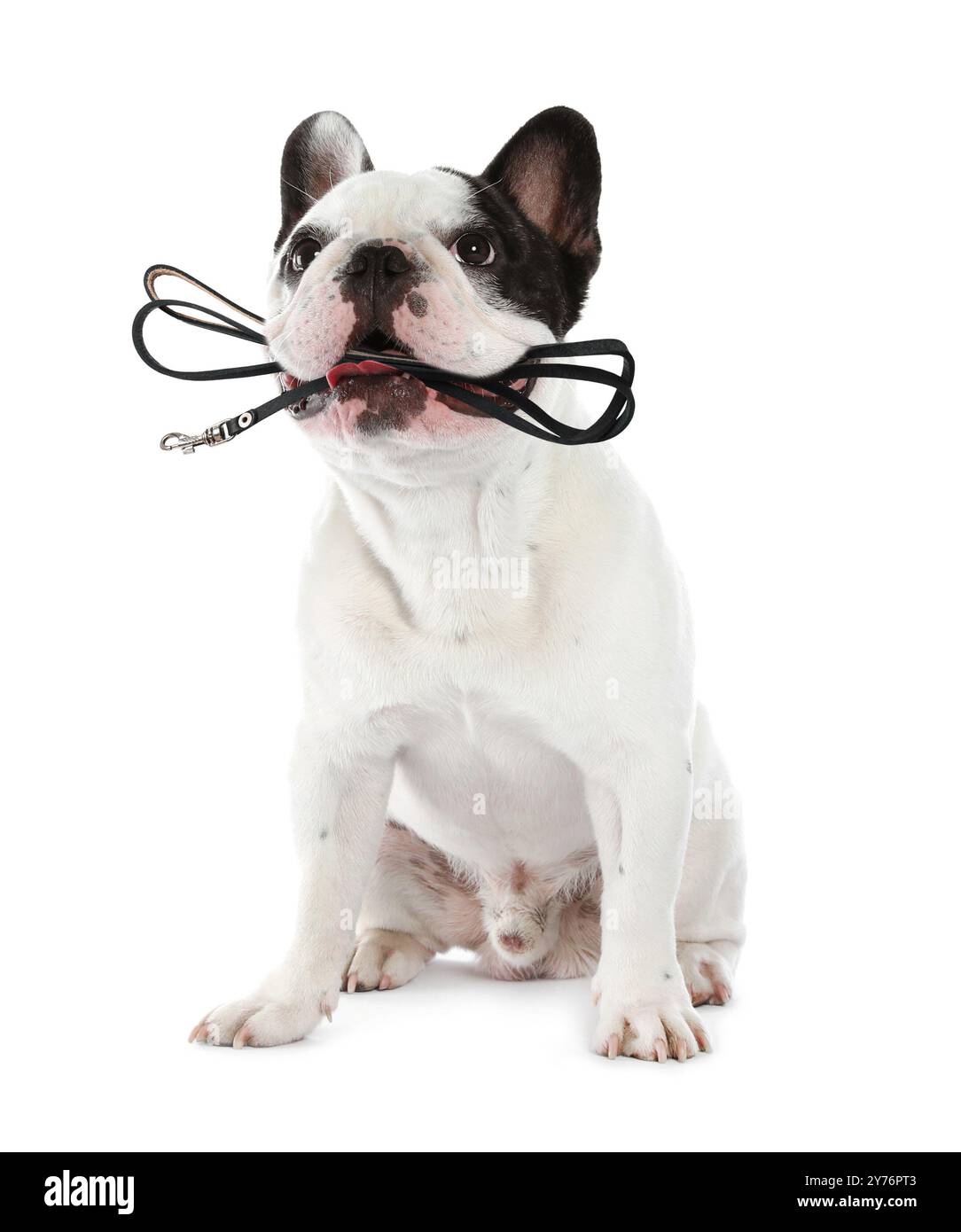 Adorable French Bulldog dog holding leash in mouth on white background ...