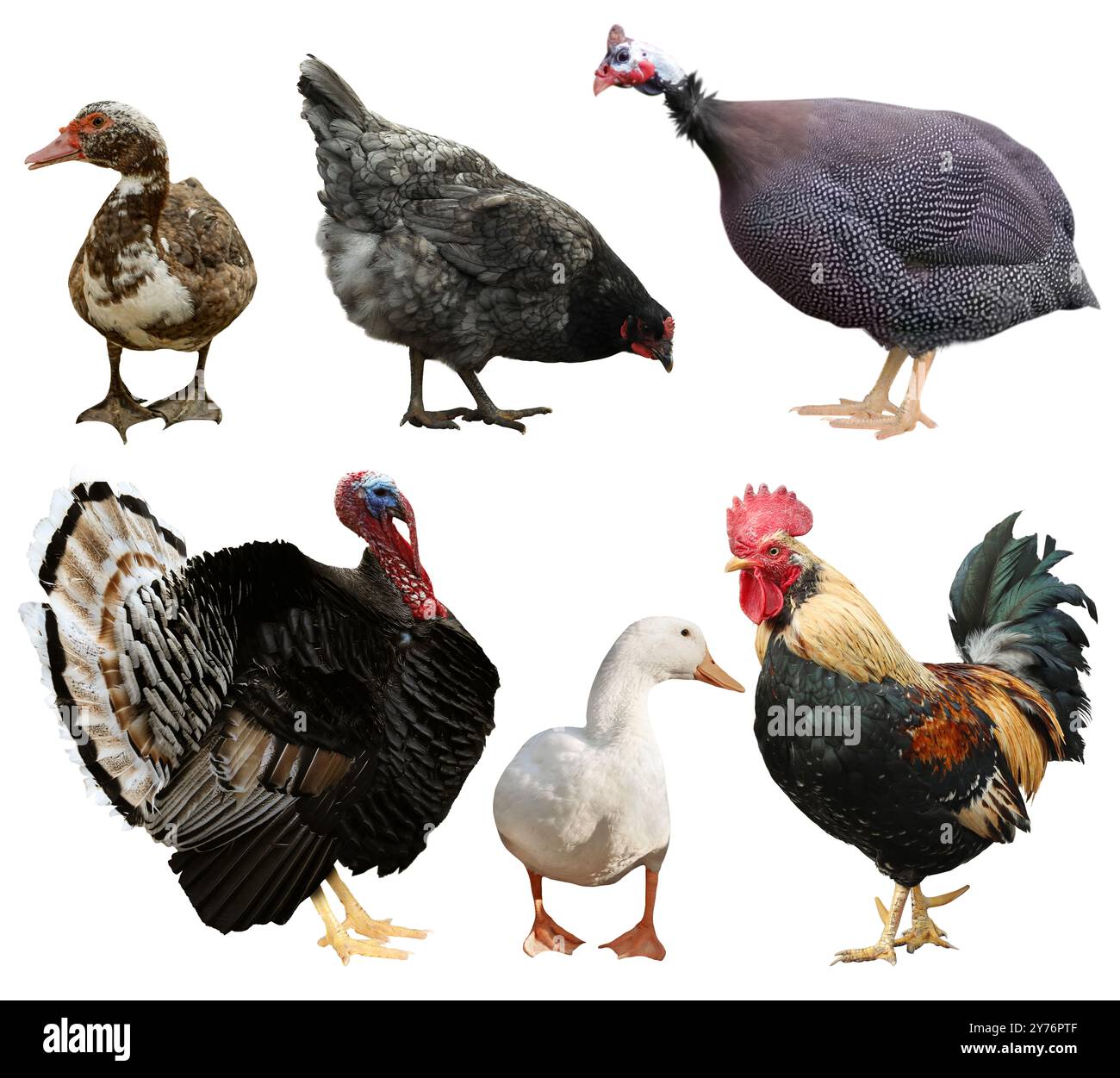 Different domesticated birds on white background, collage Stock Photo ...