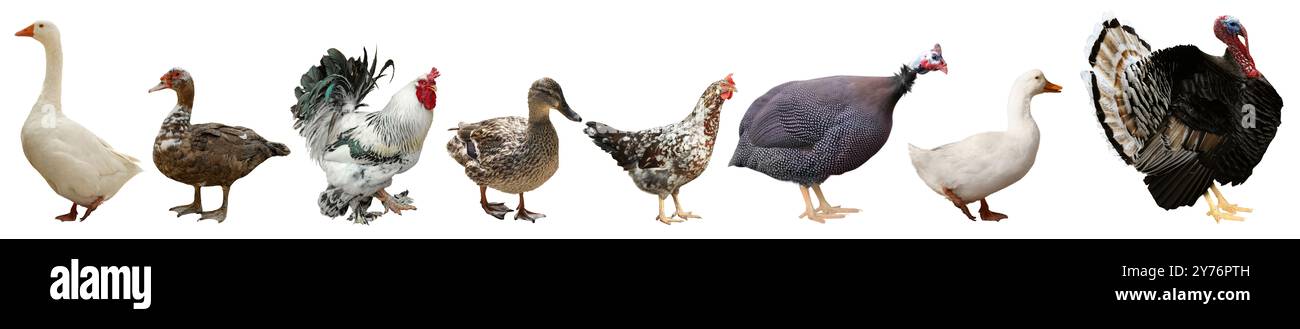 Different domesticated birds on white background, collage Stock Photo ...