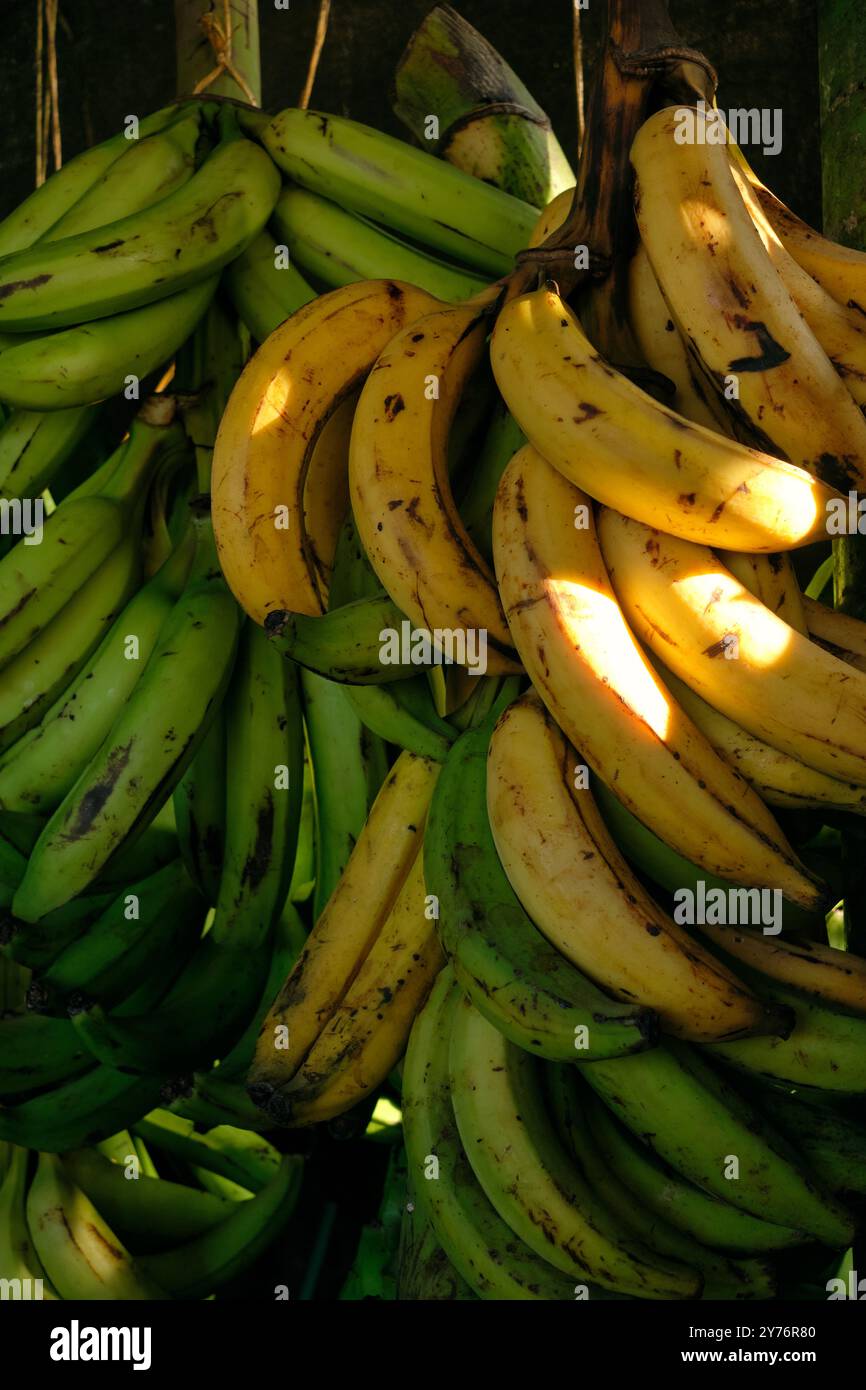 Bundles of green and yellow bananas in colombian street market Stock ...