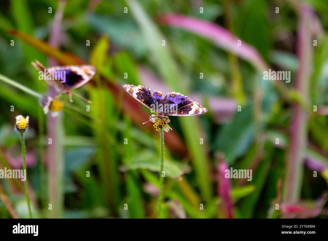 Blue pansy butterfly, known for vibrant blue and orange patterns, feeds ...