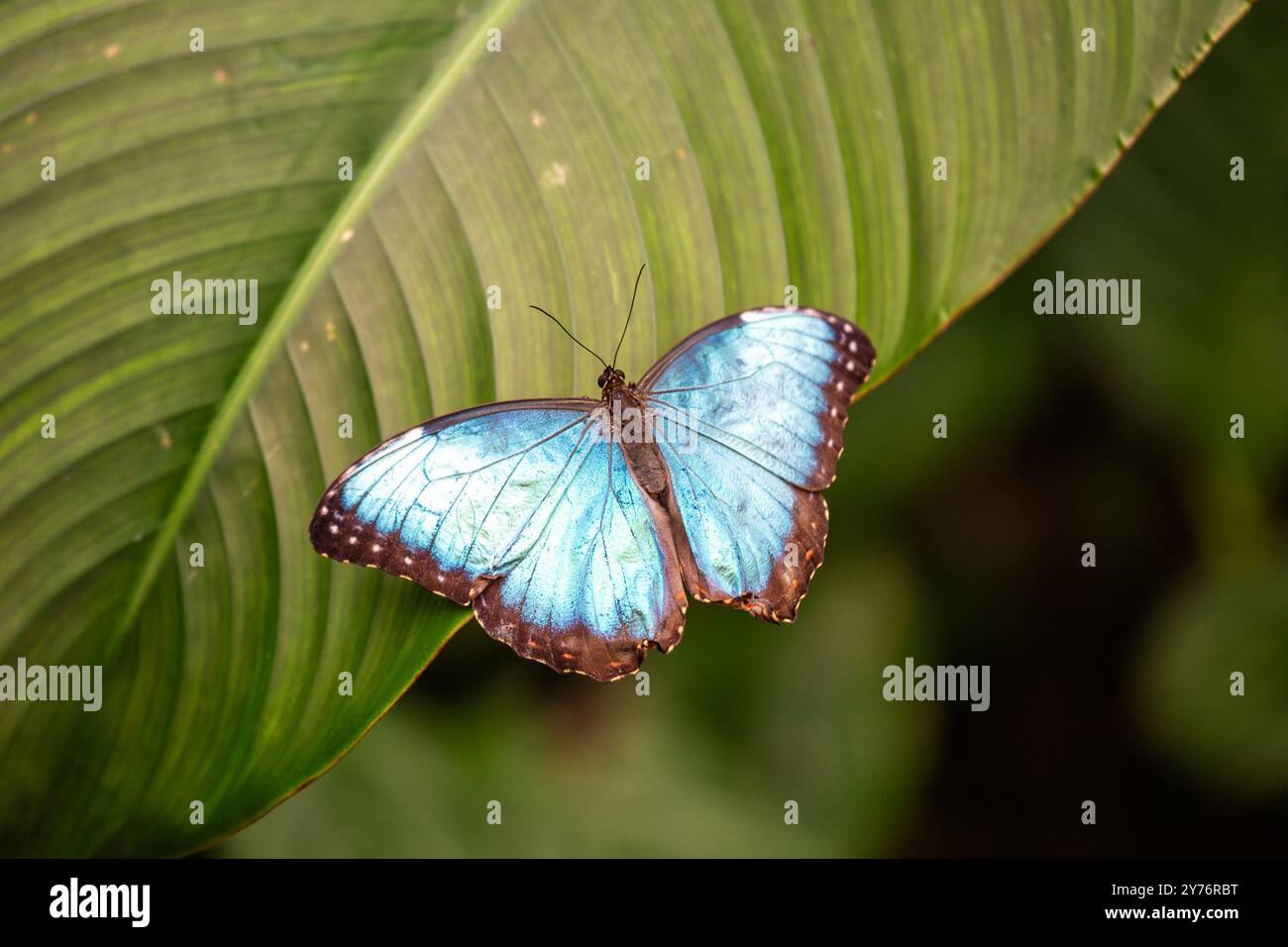 Blue morpho butterfly, famous for iridescent blue wings, feeds on fruit ...