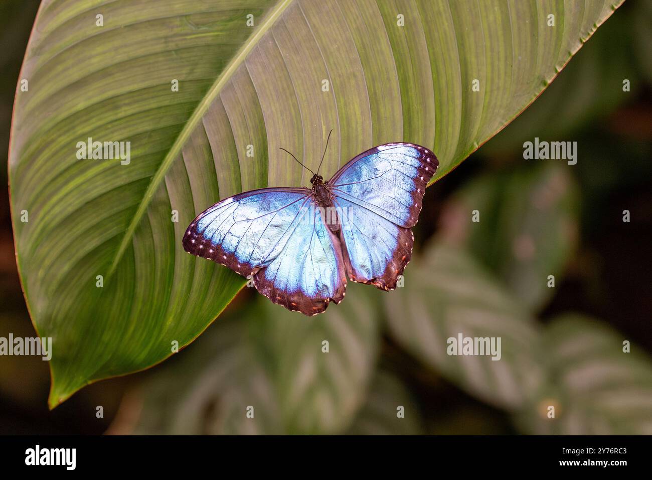 Blue morpho butterfly, famous for iridescent blue wings, feeds on fruit ...