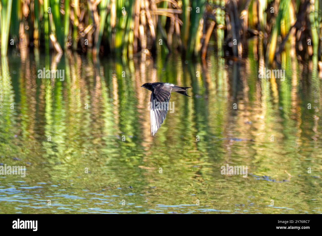 Barn swallow, an insect-eating bird known for its forked tail and swift ...