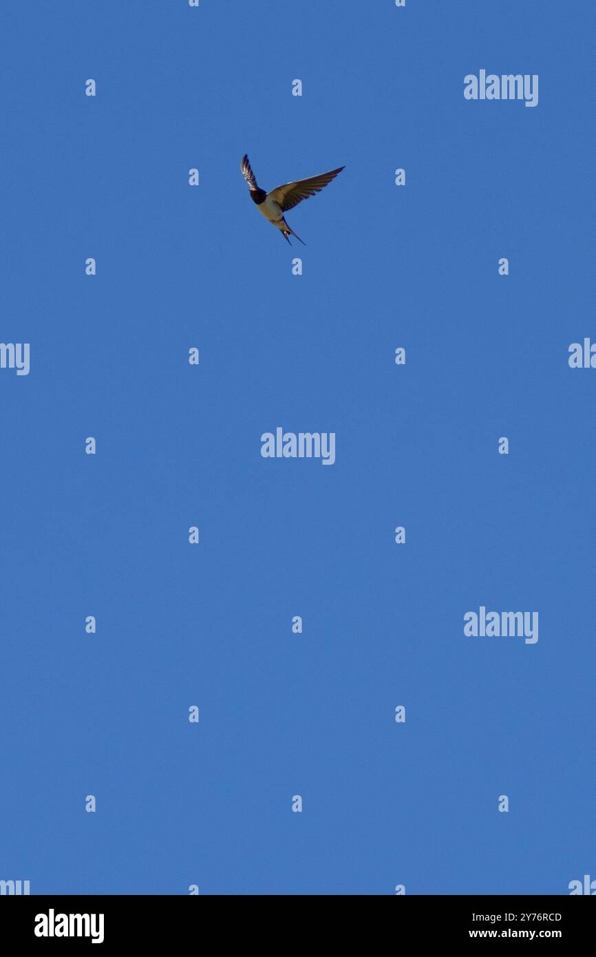 Barn swallow, an insect-eating bird known for its forked tail and swift ...