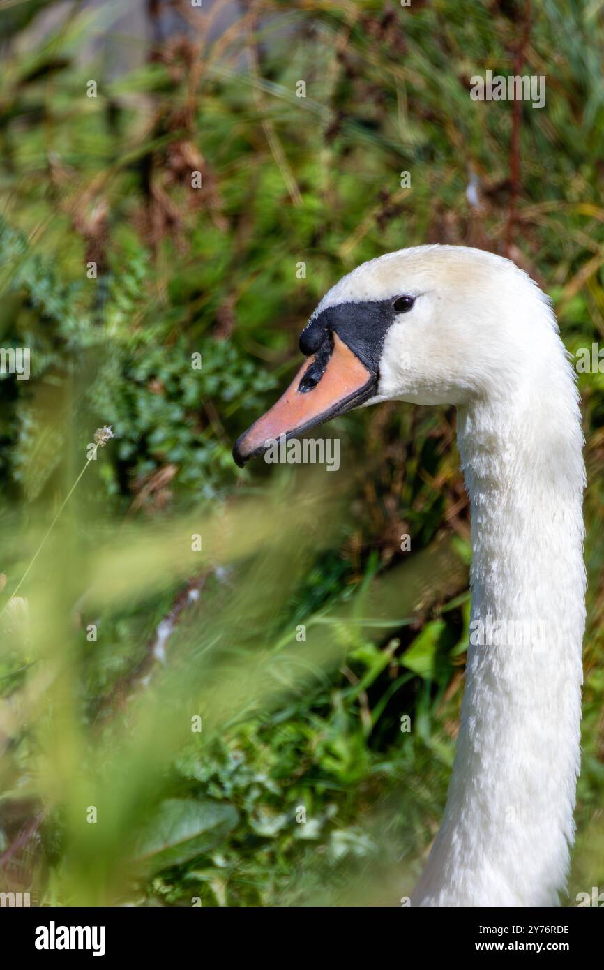 White swan, a large waterbird known for its graceful appearance ...