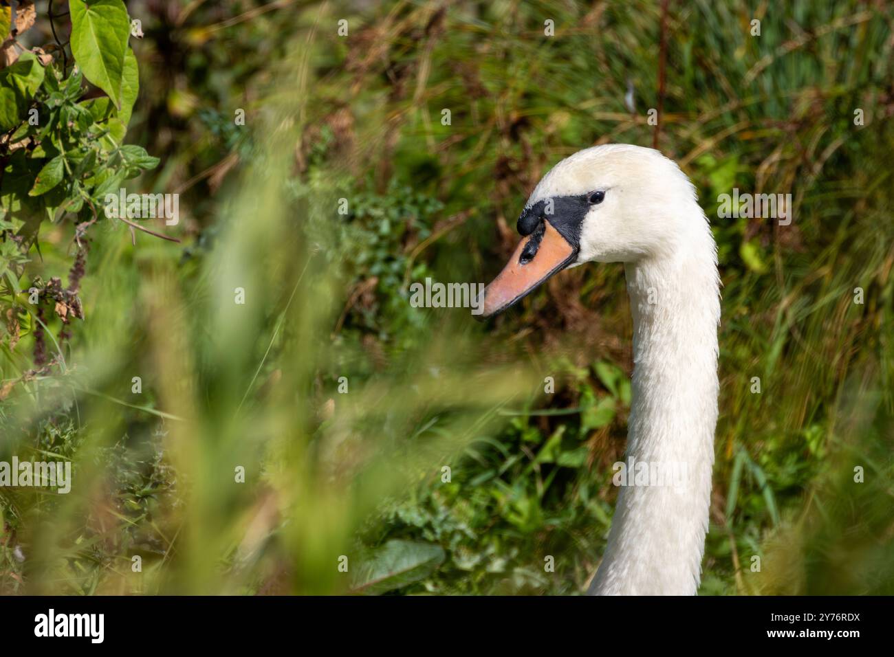 White swan, a large waterbird known for its graceful appearance ...