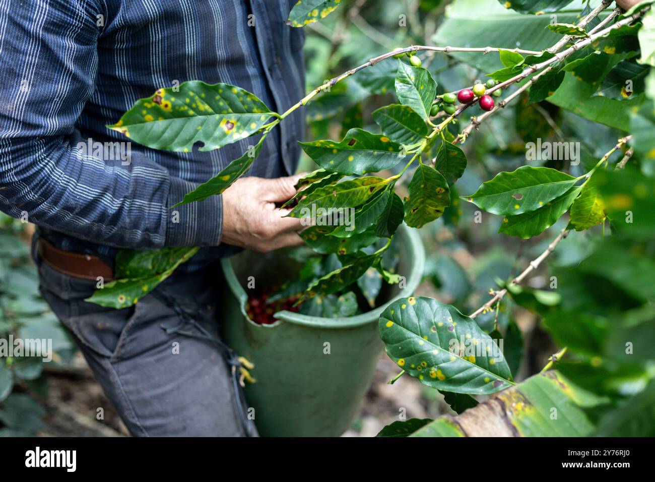 Organic Colombian coffee with farmers picking on the farm. harvesting ...