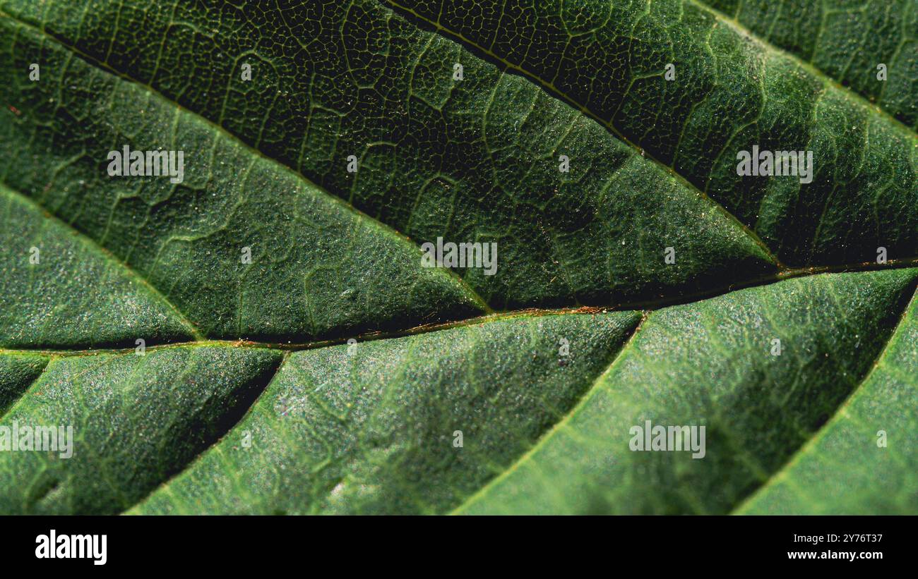 Leaf surface macro photo hi-res stock photography and images - Alamy