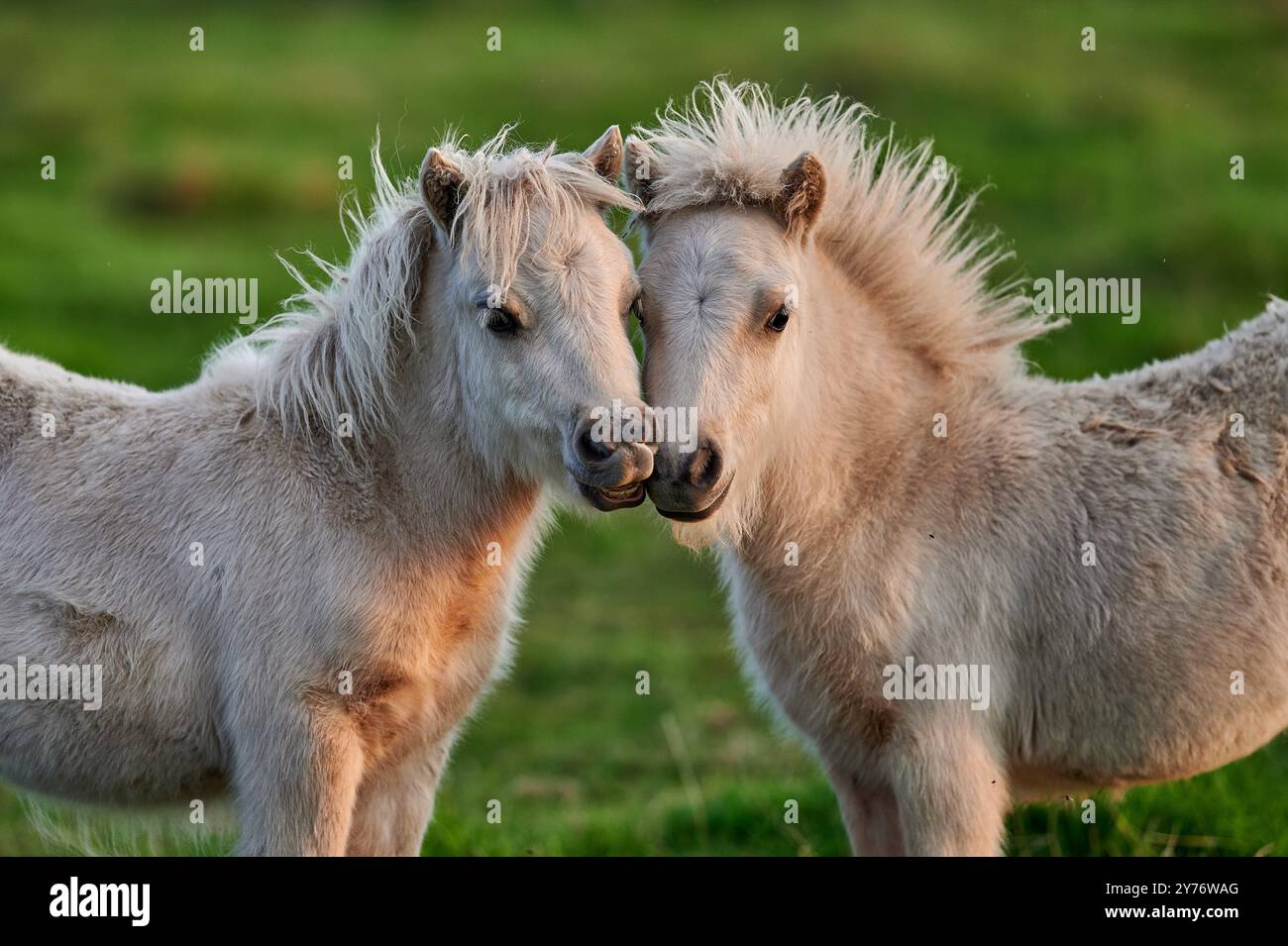 Two white ponies play and cuddle each other in a green meadow Stock ...