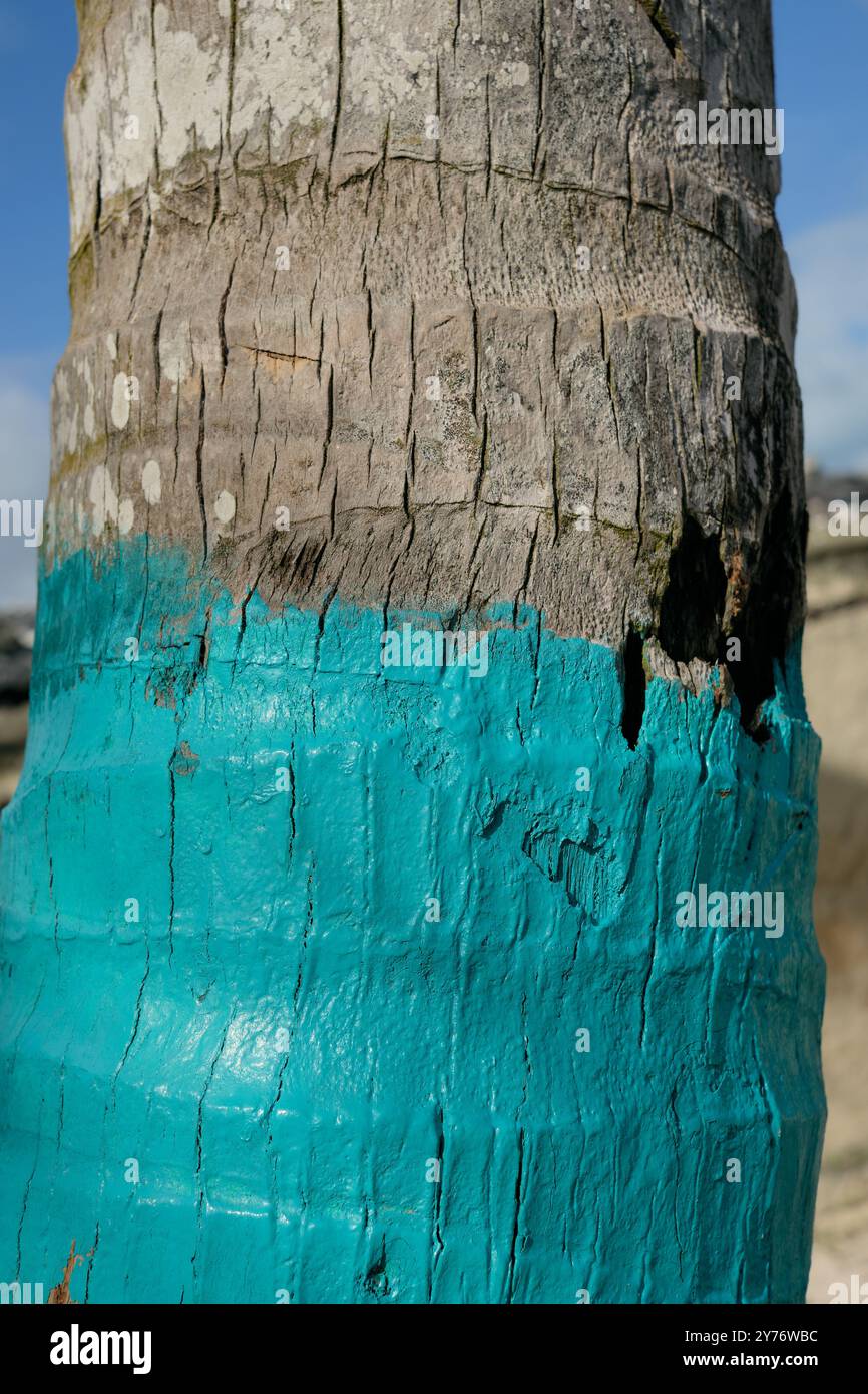 painted palm tree on san andres beach, Colombia Stock Photo - Alamy