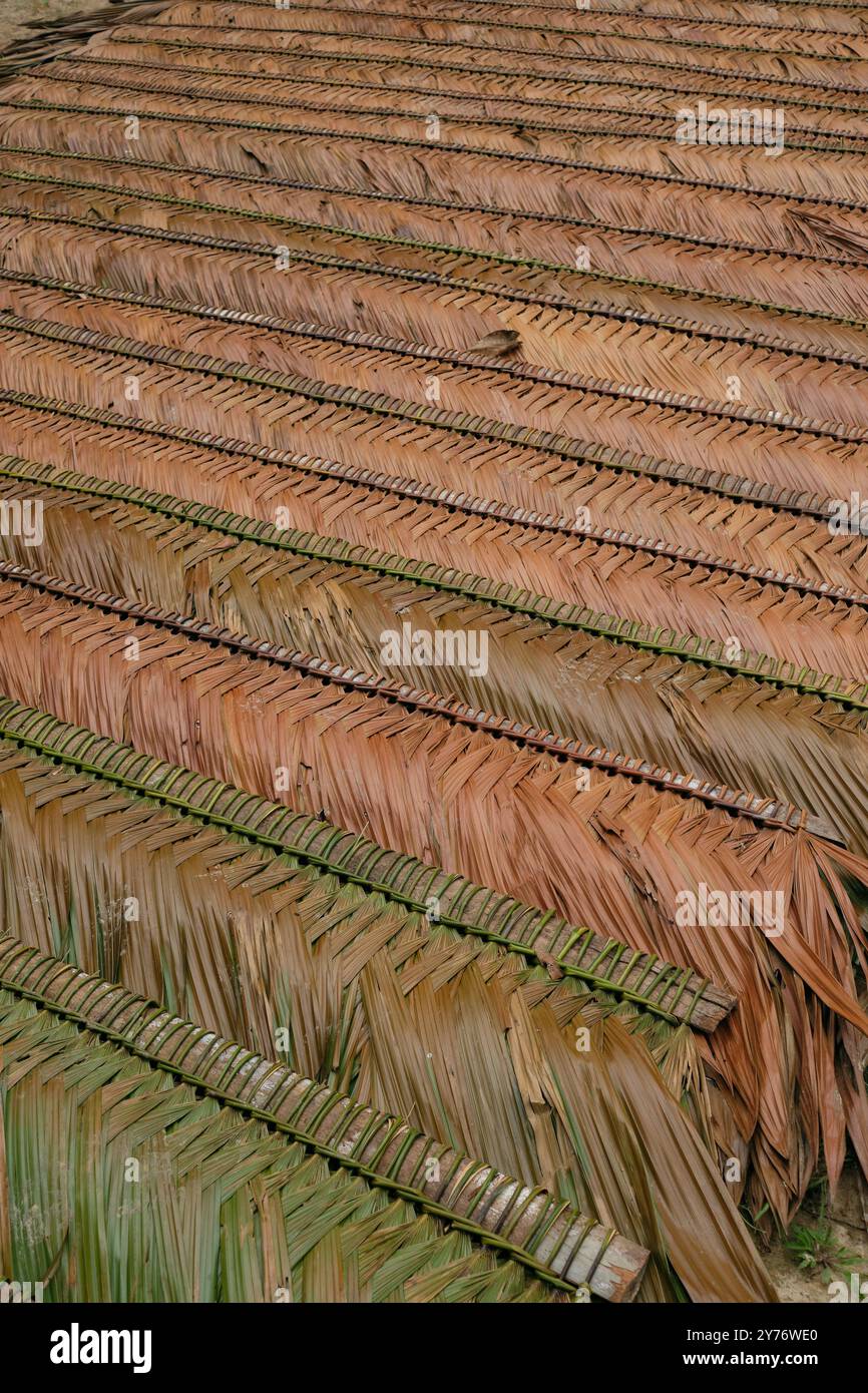Forest tribes brazil hi-res stock photography and images - Alamy