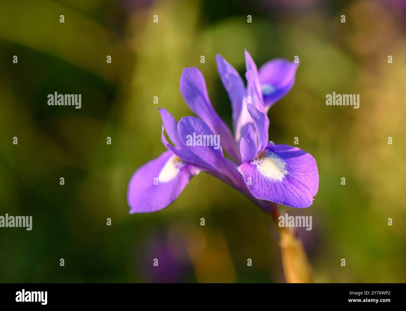 Iris triangular hi-res stock photography and images - Alamy
