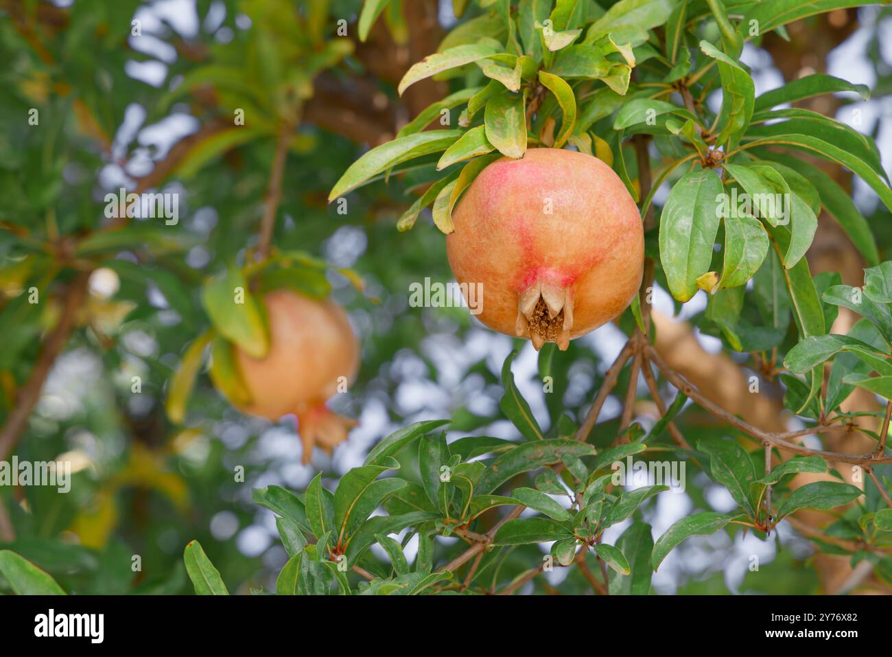 Natural organic pomegranate fruit on tree with green leaves Stock Photo ...