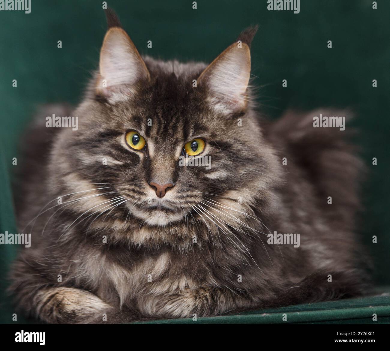 Maine Coon sitting on the sofa Stock Photo - Alamy
