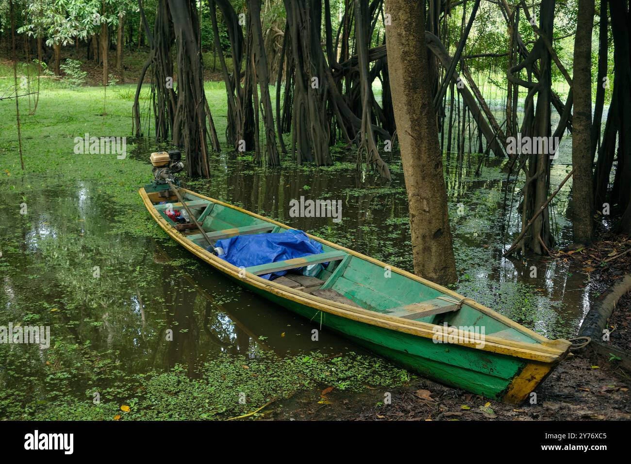 Traditional wooden canoe in Amazon mangrove forest Stock Photo - Alamy