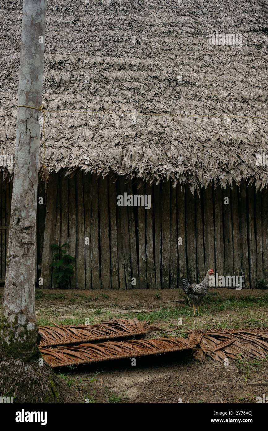 indigenous traditional maloca house in the amazon forest Stock Photo ...